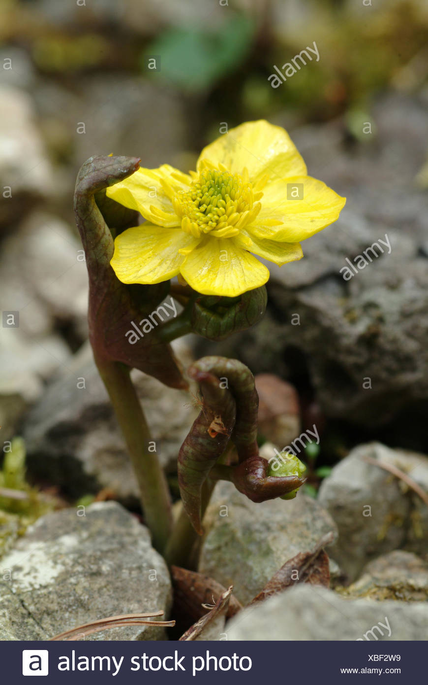 Thora High Resolution Stock Photography and Images - Alamy