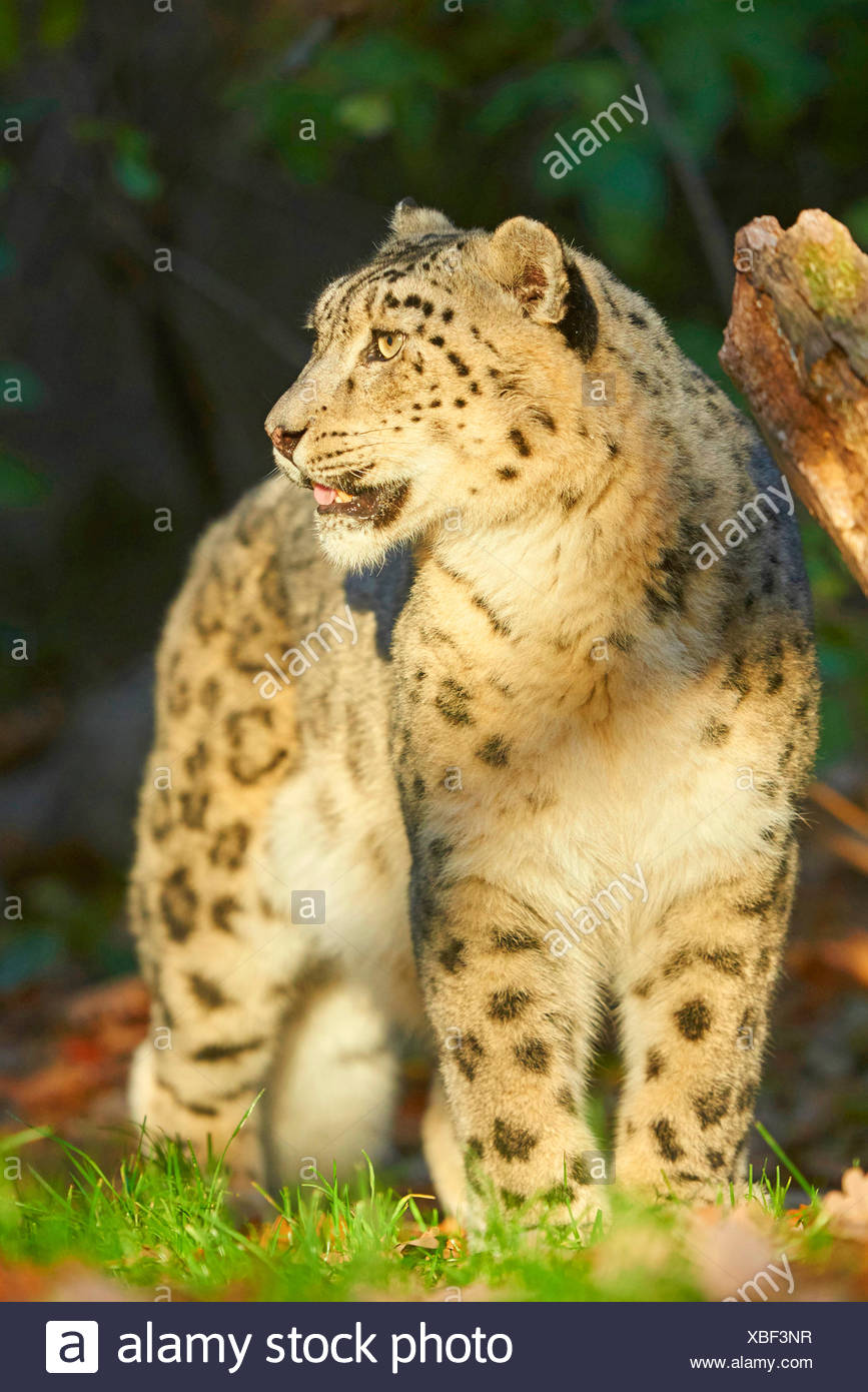 Female Leopards High Resolution Stock Photography and Images - Alamy