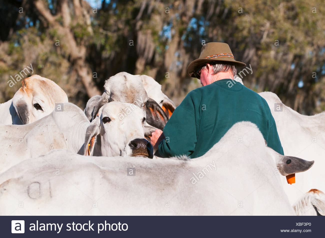 American Brahman Cattle High Resolution Stock Photography and Images ...