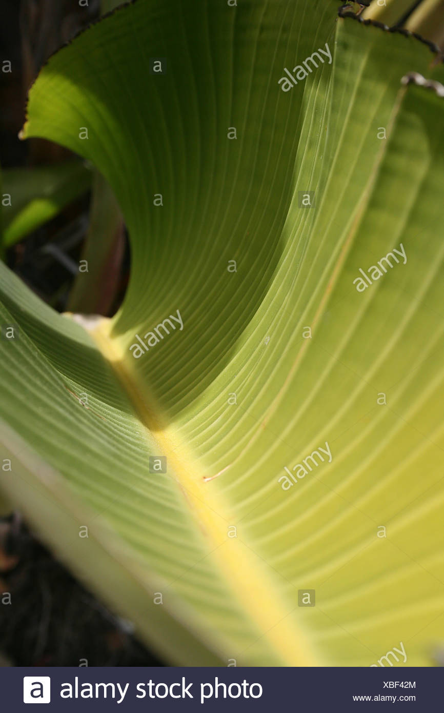 Curved Leaf High Resolution Stock Photography and Images - Alamy