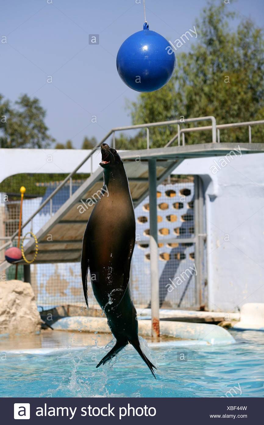 Seal Show High Resolution Stock Photography and Images - Alamy