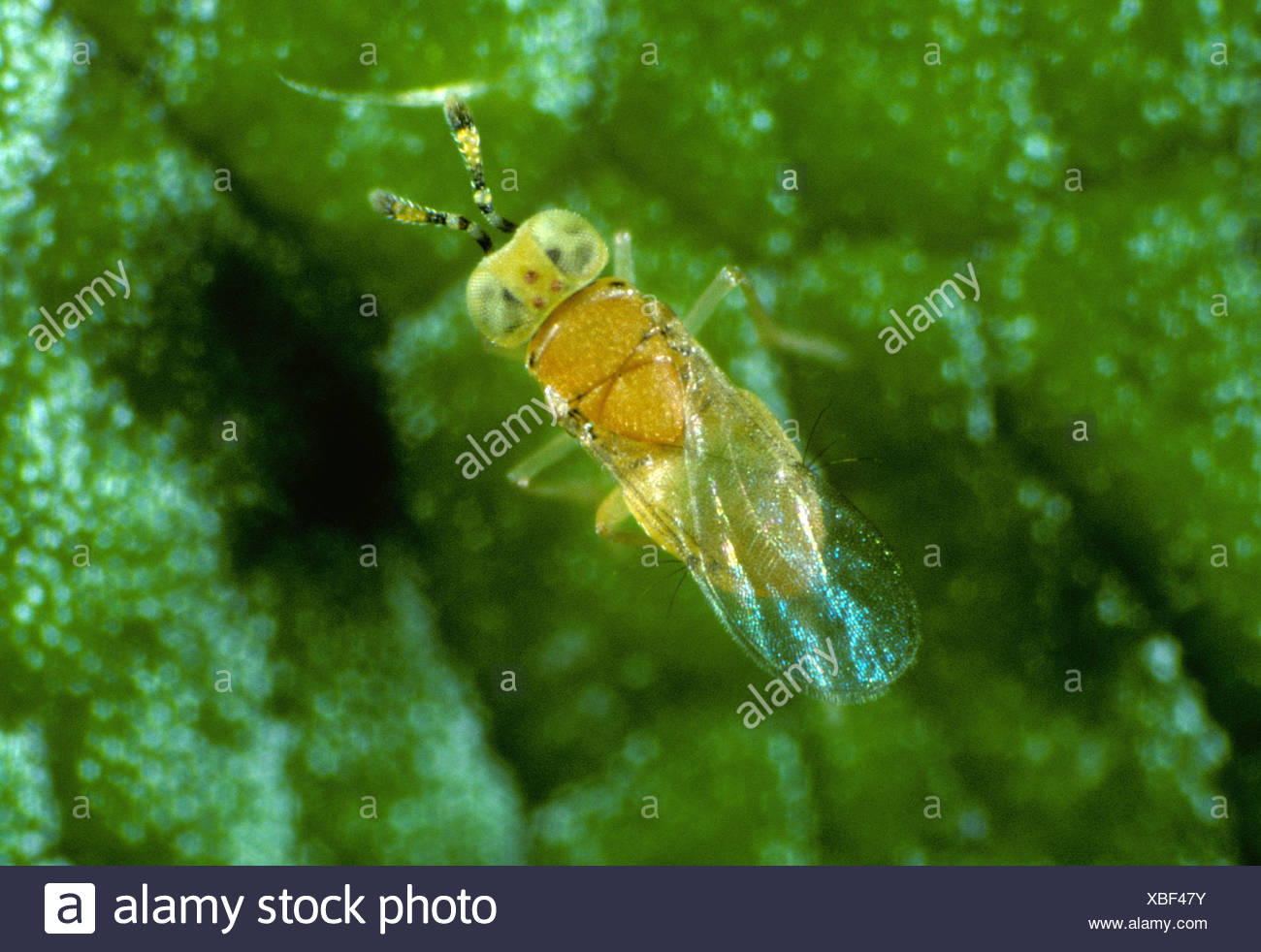 Coffeae High Resolution Stock Photography and Images - Alamy