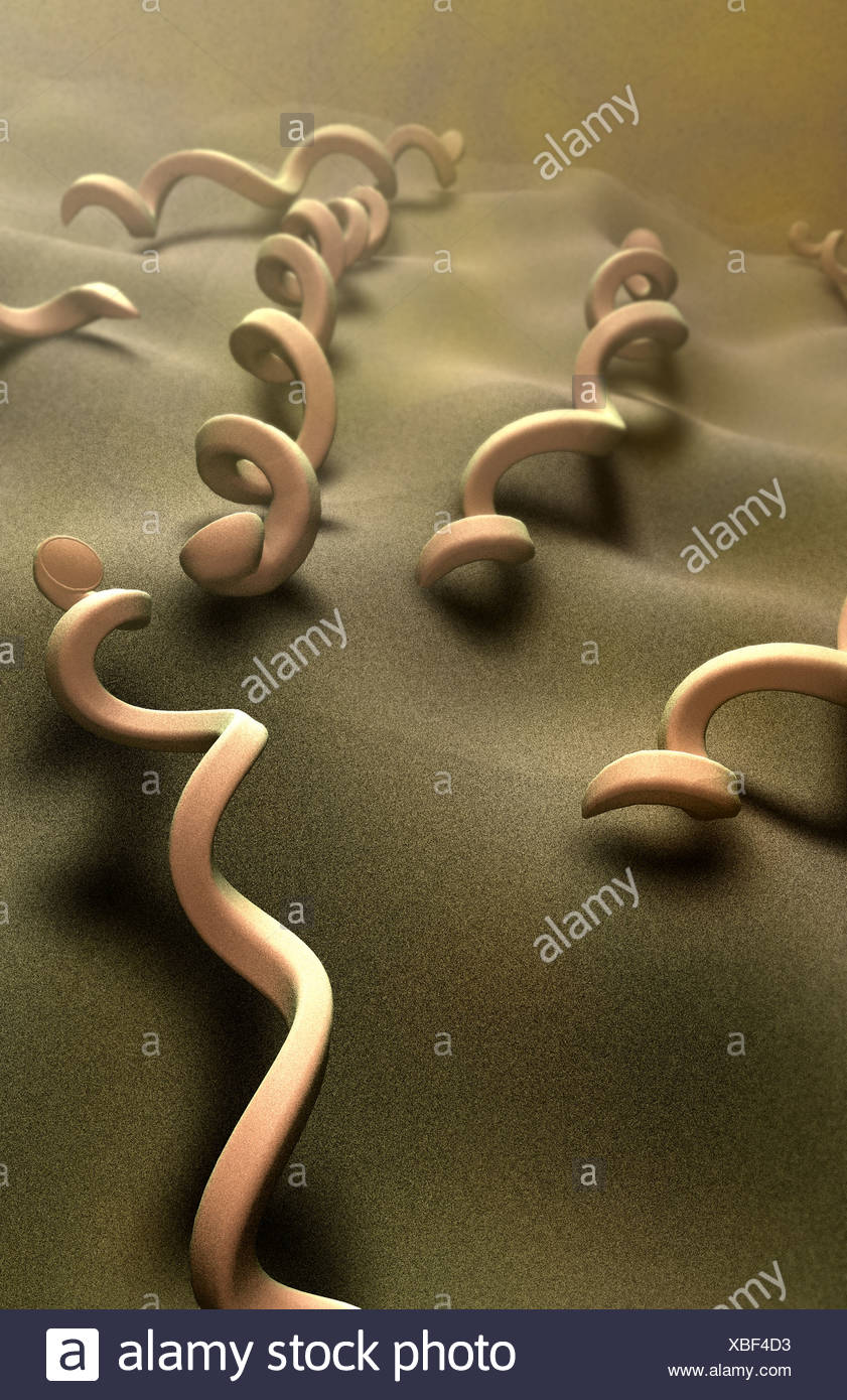 Syphilis Bacteria Stock Photos & Syphilis Bacteria Stock Images - Alamy
