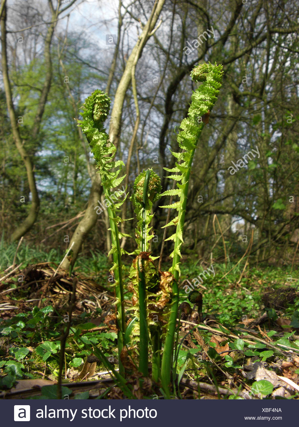 Fern Shoots High Resolution Stock Photography and Images - Alamy