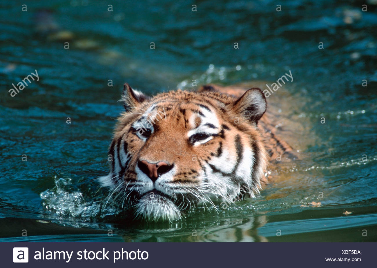 Siberian_tiger High Resolution Stock Photography and Images - Alamy