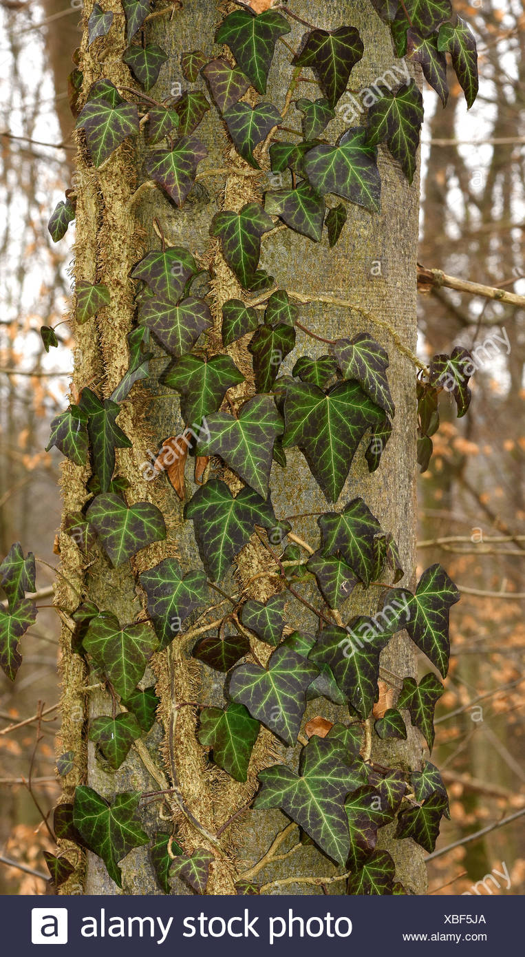 Tree Creeper Plant Stock Photos & Tree Creeper Plant Stock Images - Alamy