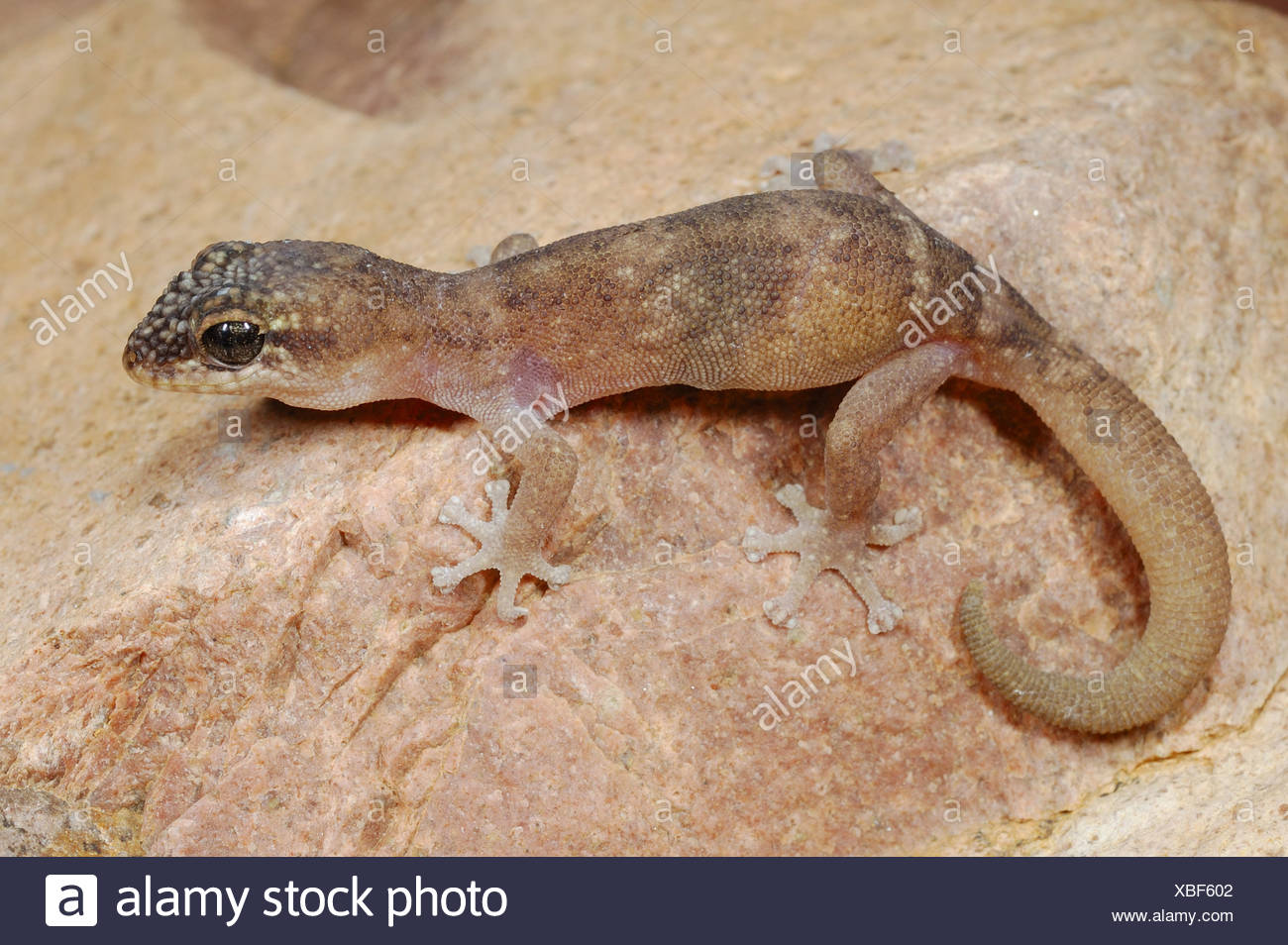 Socotran Stock Photos & Socotran Stock Images - Alamy