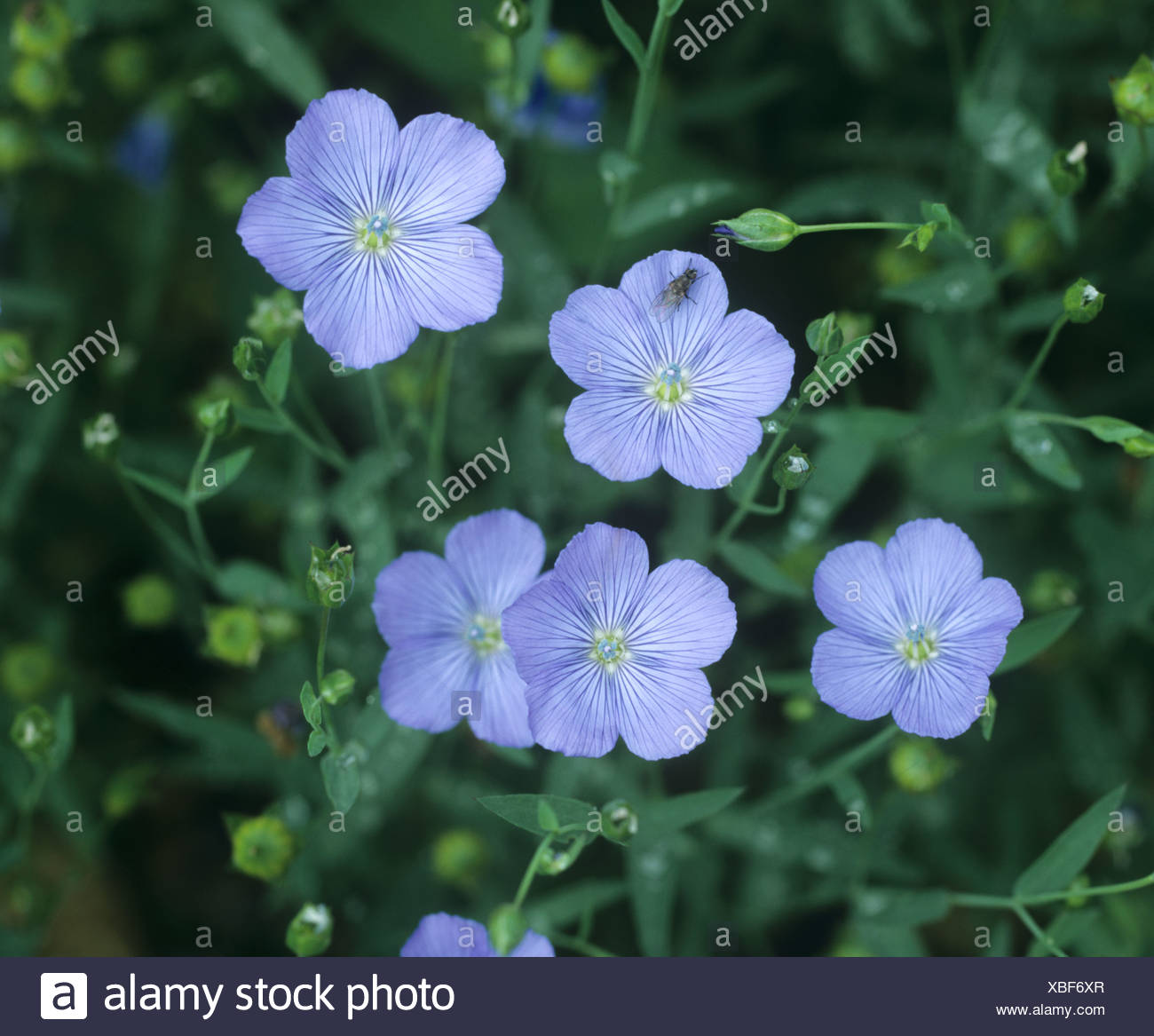 Linseed Flowers High Resolution Stock Photography and Images - Alamy