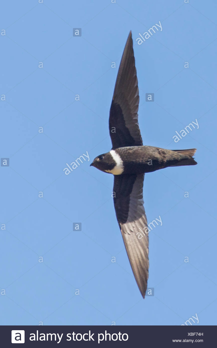 Cuba Bird High Resolution Stock Photography and Images - Alamy