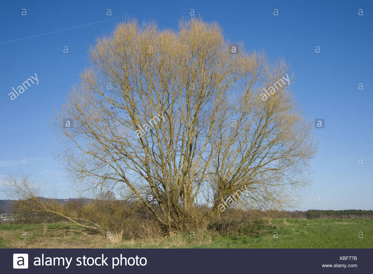Crack Willow Salix Fragilis Salicaceae High Resolution Stock ...