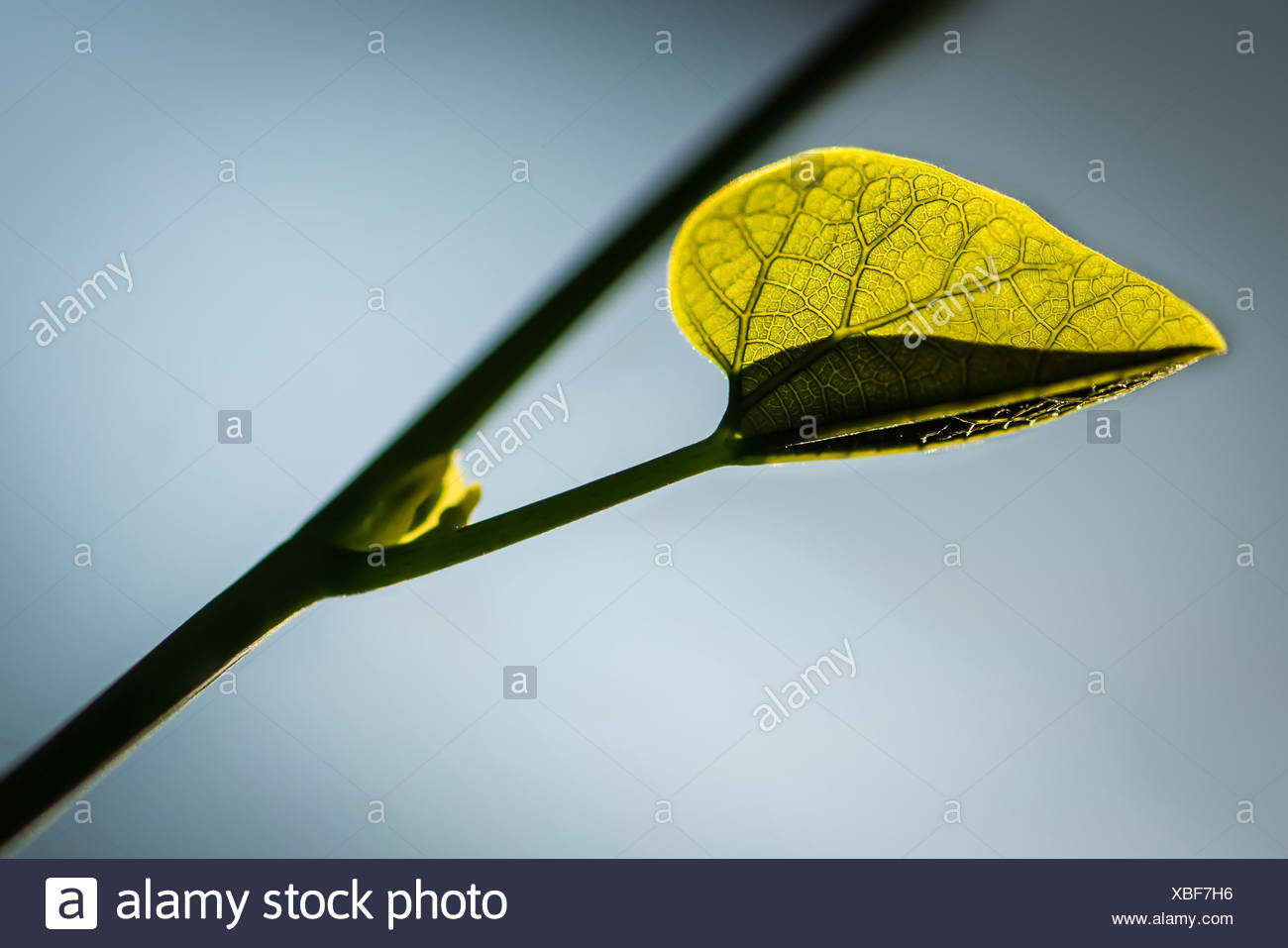 New Leaf High Resolution Stock Photography and Images - Alamy