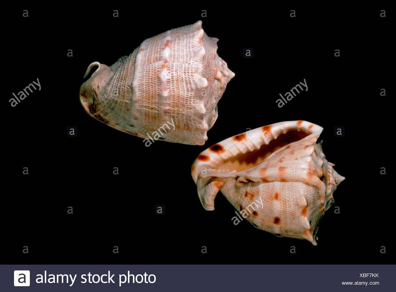 Horned Helmet Sea Shell High Resolution Stock Photography and Images ...
