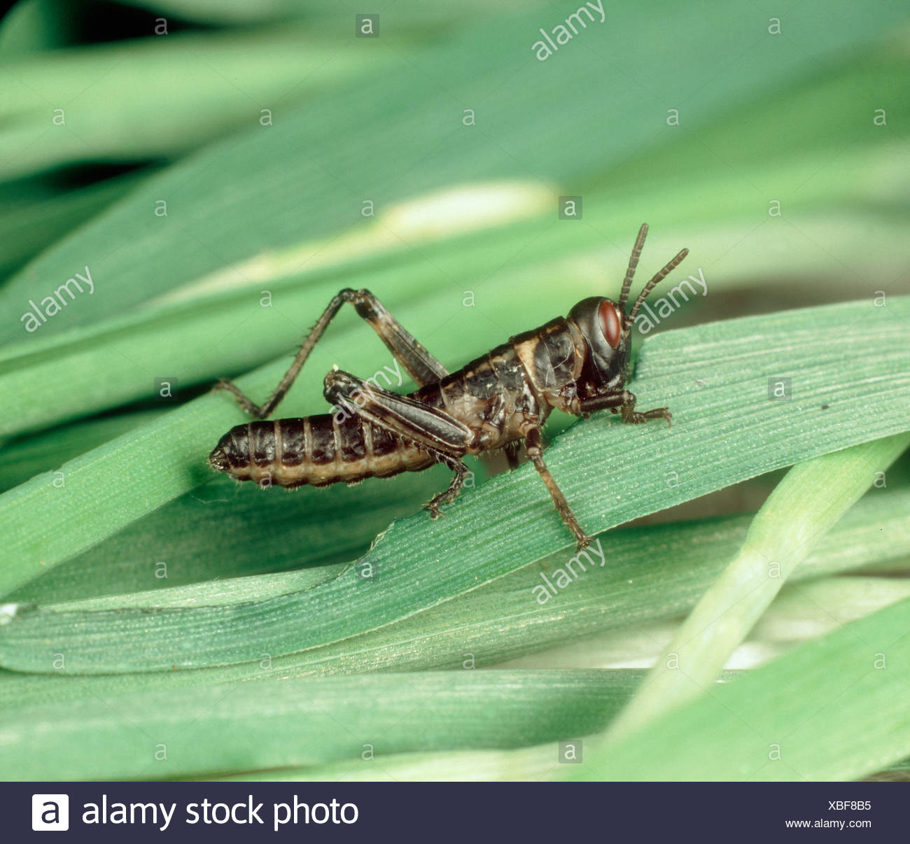 Desert Locust Nymph High Resolution Stock Photography and Images - Alamy