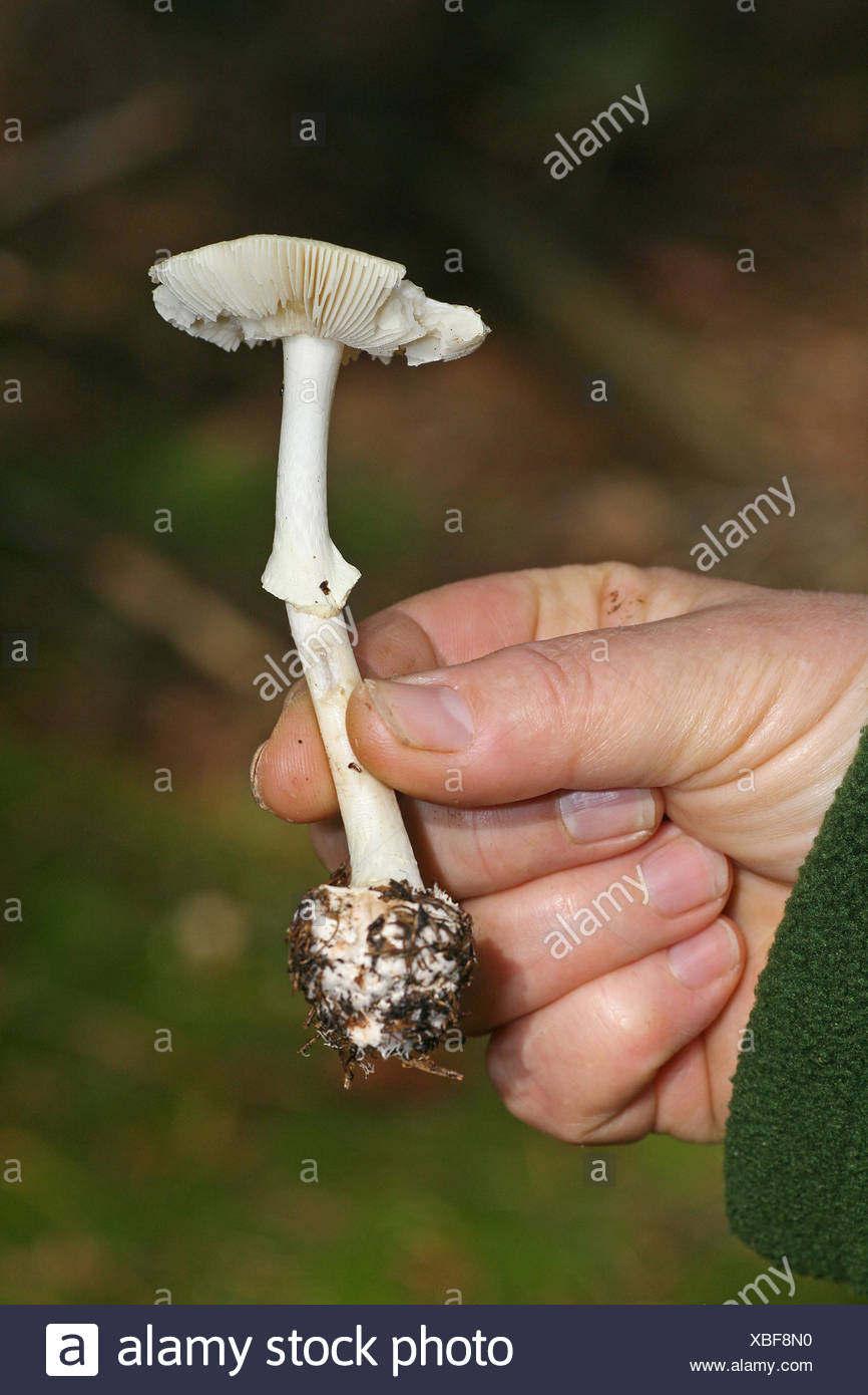 Death Cap High Resolution Stock Photography and Images - Alamy