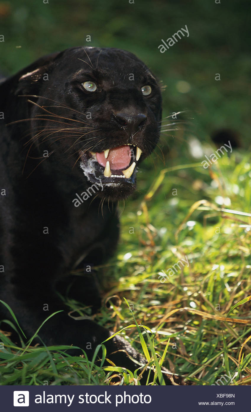 Black Panther Panthera Pardus Portrait High Resolution Stock ...