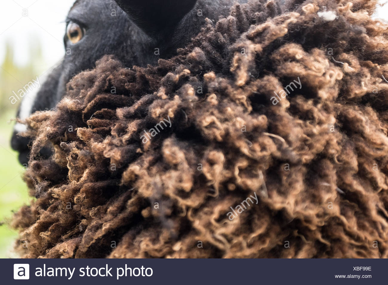 Thick Wool Coat High Resolution Stock Photography and Images - Alamy