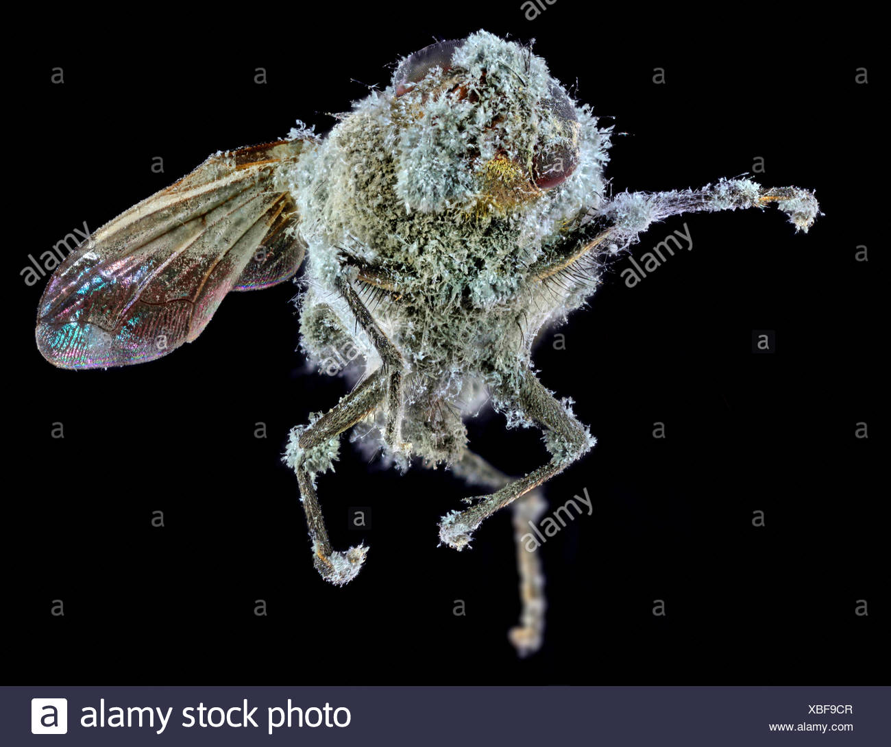 House Flies Closeup High Resolution Stock Photography and Images - Alamy
