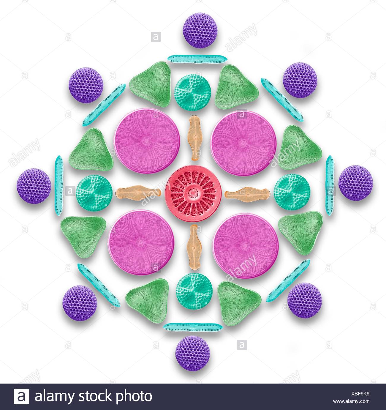 Diatoms Micrograph High Resolution Stock Photography and Images - Alamy