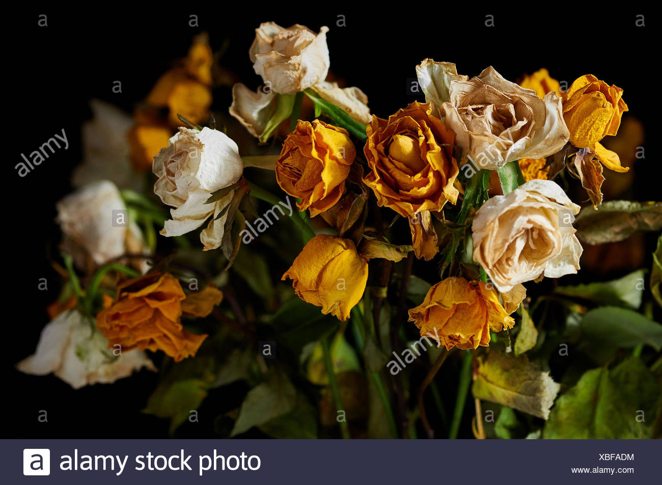 Shriveld High Resolution Stock Photography and Images - Alamy