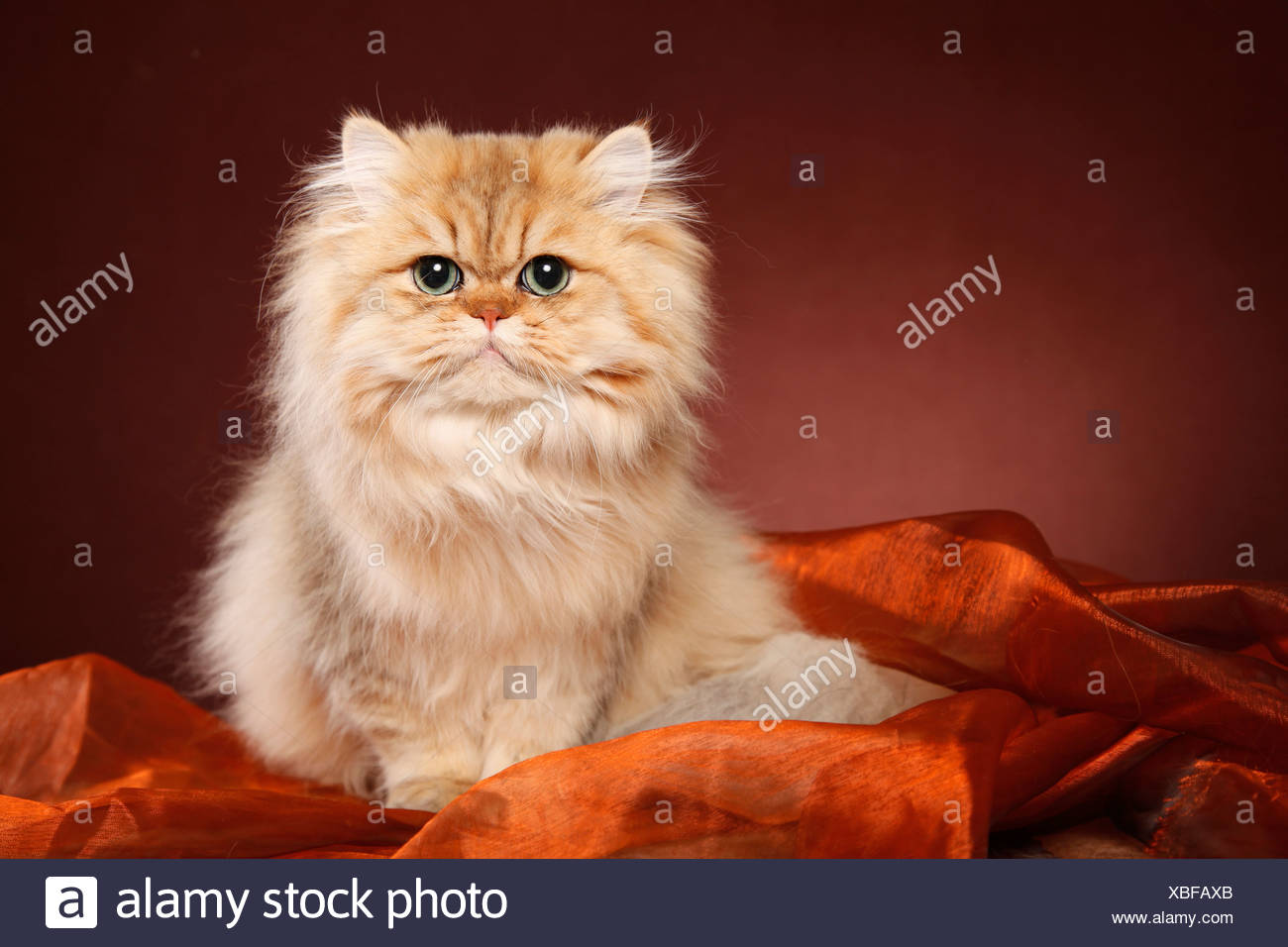 Golden Persian Cat High Resolution Stock Photography and Images - Alamy