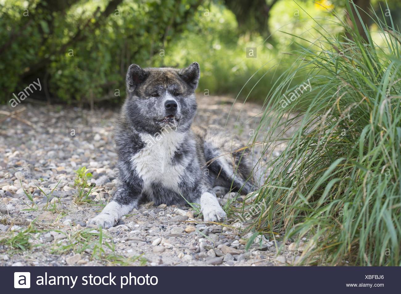 Japanese Akitas High Resolution Stock Photography and Images - Alamy