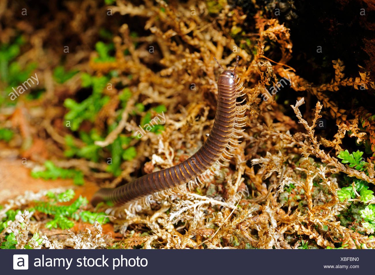Thousand Leggers High Resolution Stock Photography and Images - Alamy