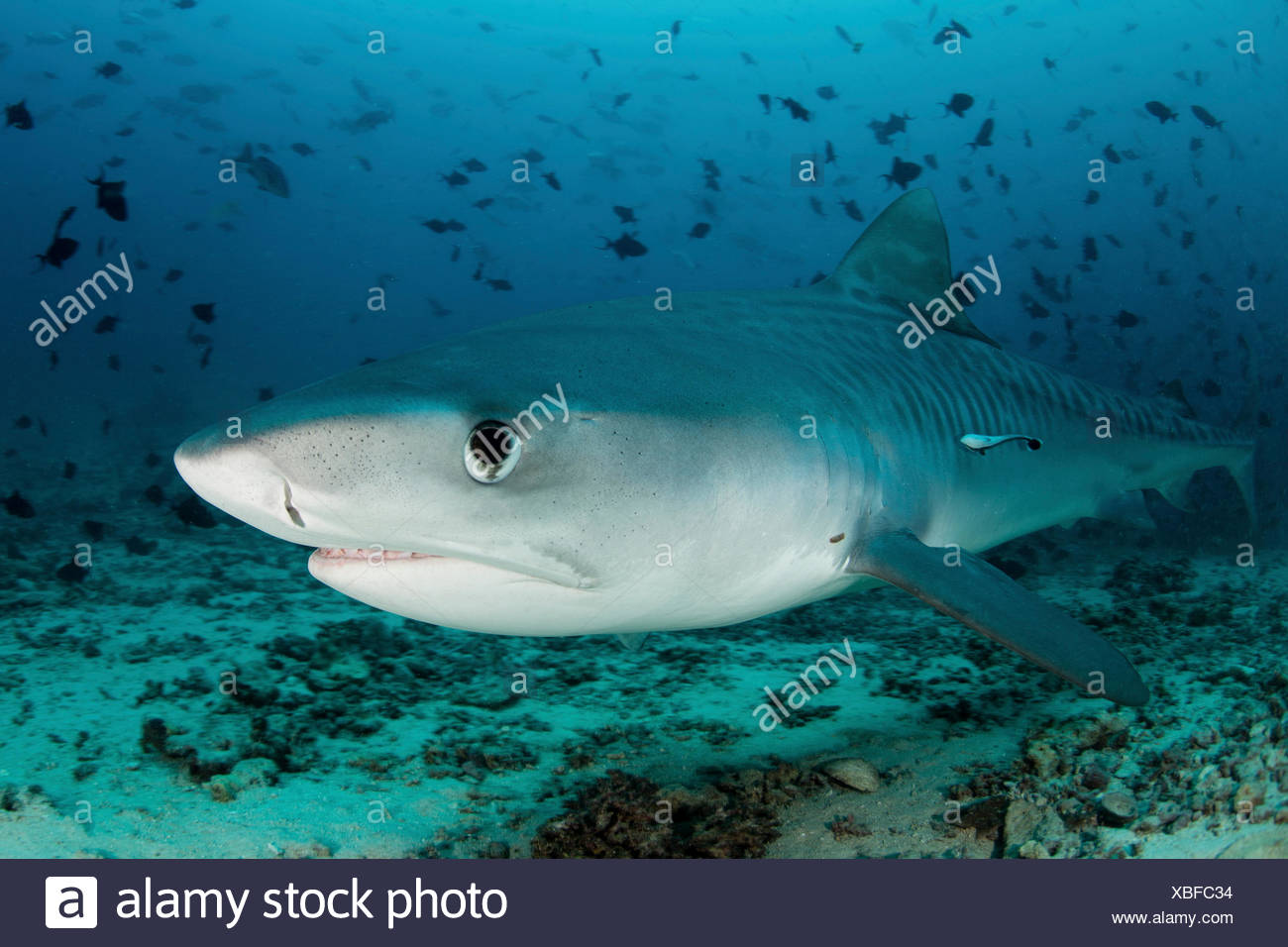 Galeocerdo Cuvier Tiger Shark High Resolution Stock Photography and ...