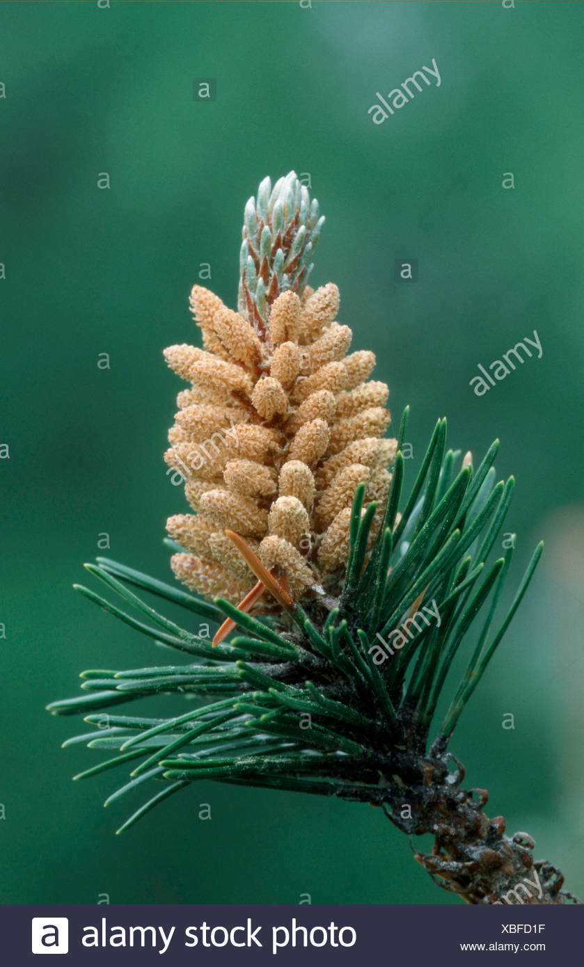 Latschenkiefer High Resolution Stock Photography and Images - Alamy