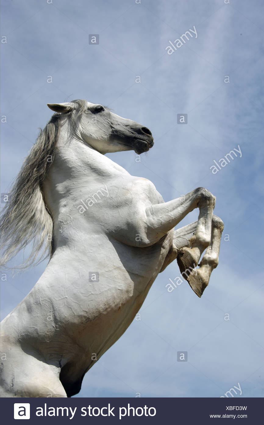 Rearing Animals High Resolution Stock Photography and Images - Alamy