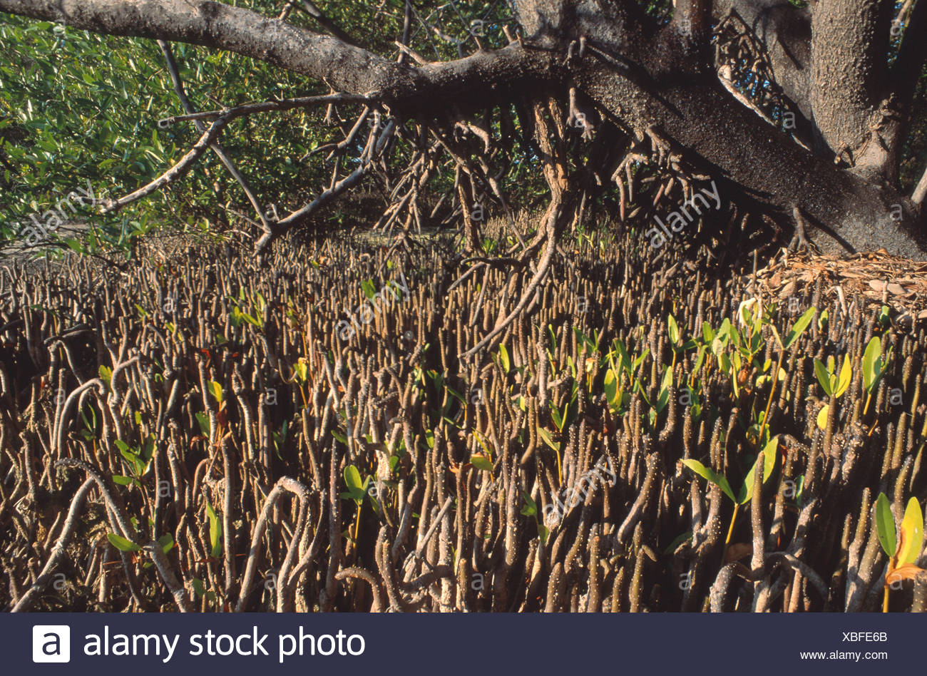 Pneumatophores Mangrove High Resolution Stock Photography and Images ...