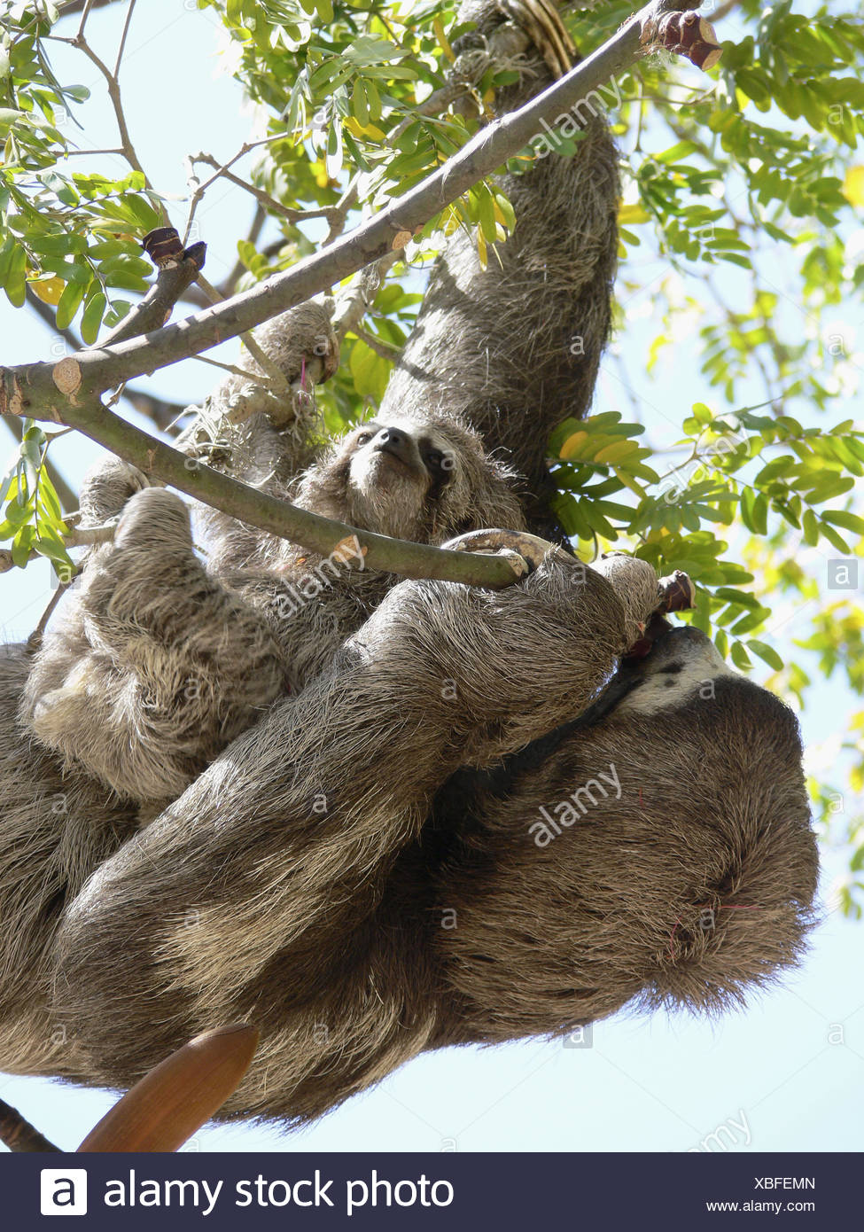 Pale Throated Sloth High Resolution Stock Photography and Images - Alamy