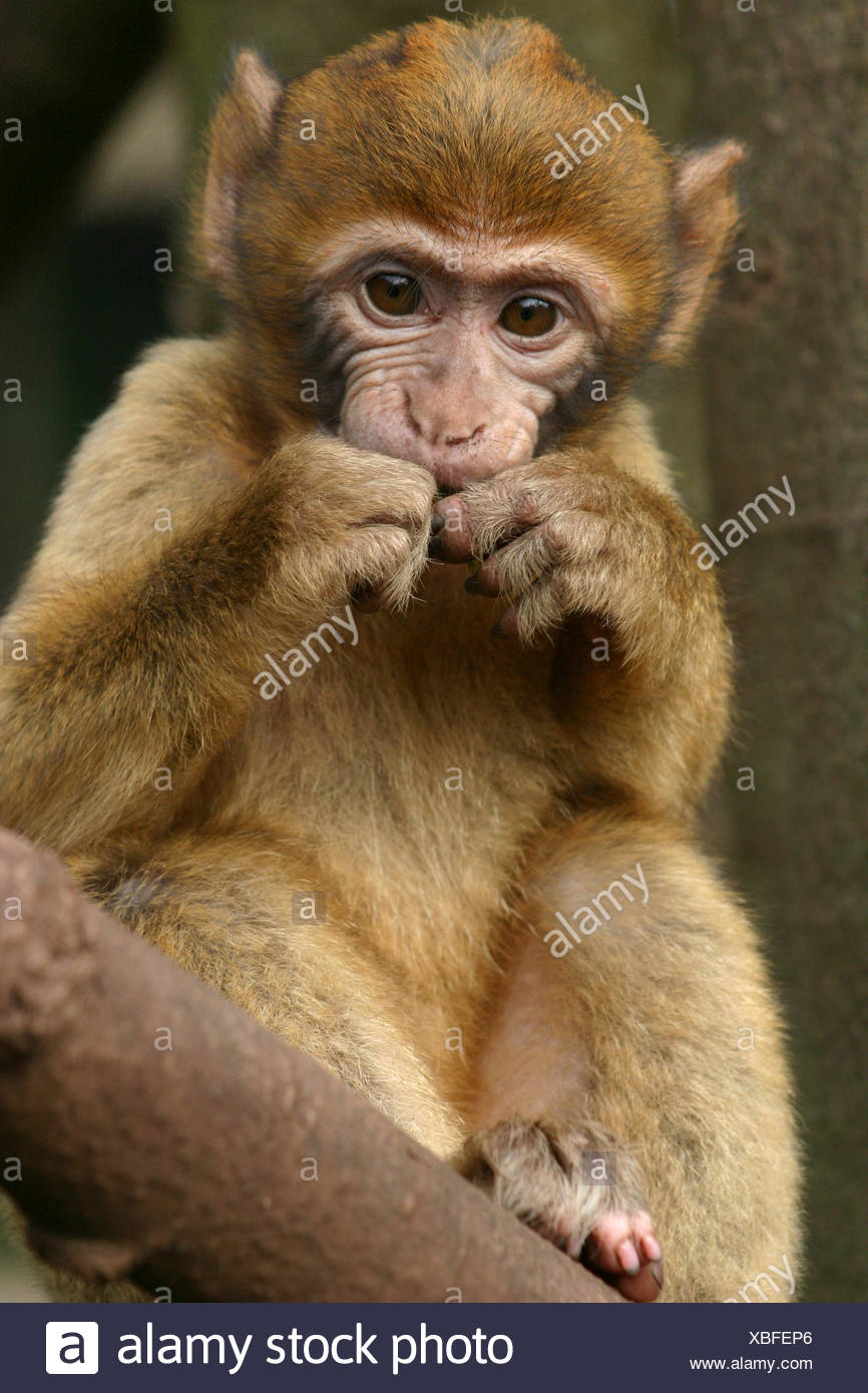 Monkey Hands Stock Photos & Monkey Hands Stock Images - Alamy