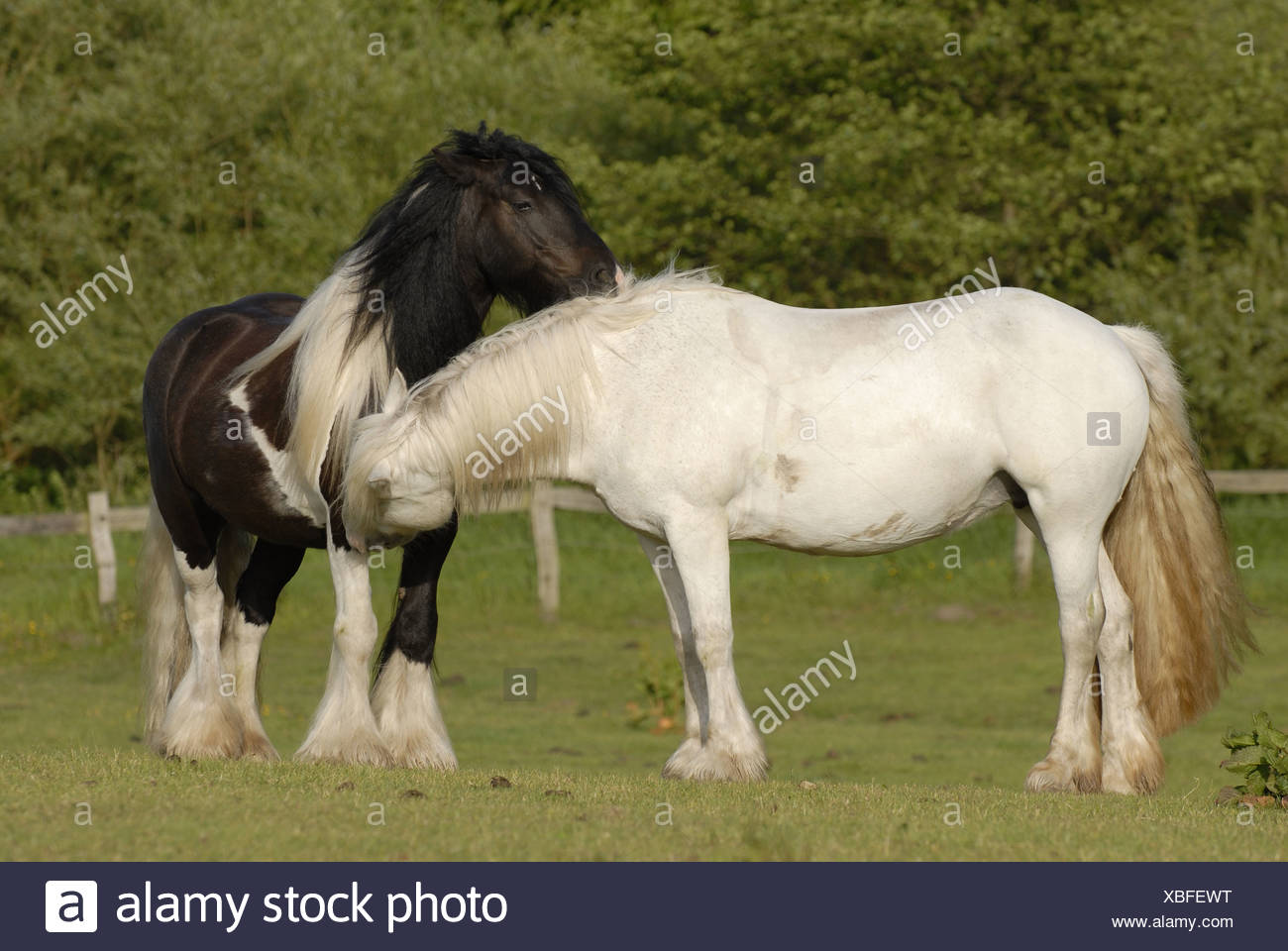 Grey Gypsy Vanner Irish Cob High Resolution Stock Photography and ...