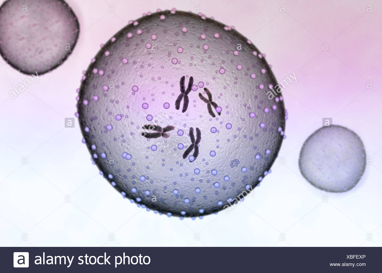 Prophase Stock Photos & Prophase Stock Images - Alamy