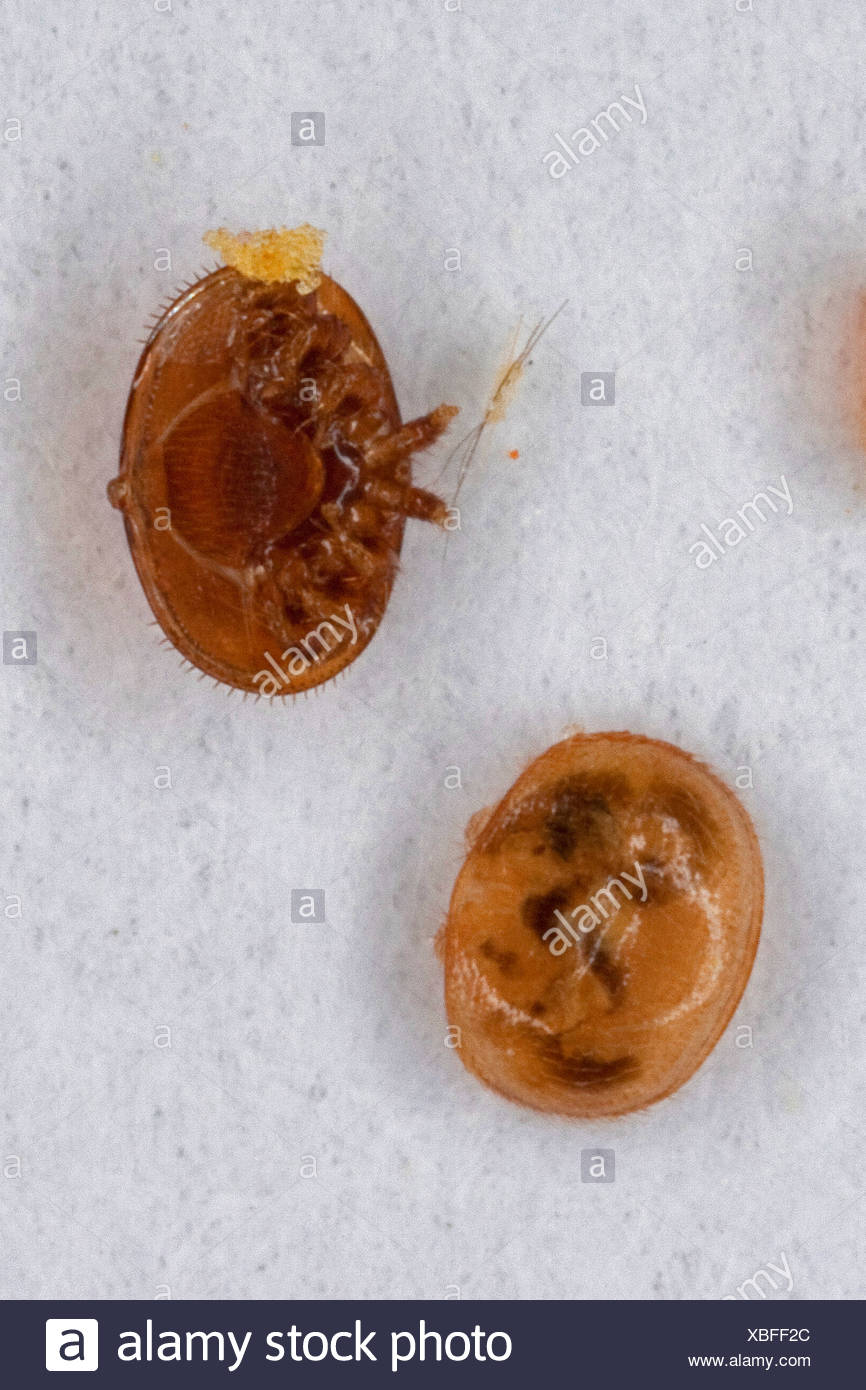 Varroa Mite Varroa Destructor Varroa High Resolution Stock Photography ...