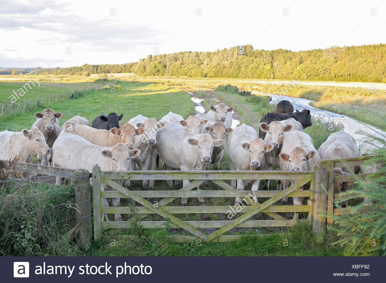Cattle Fence High Resolution Stock Photography and Images - Alamy