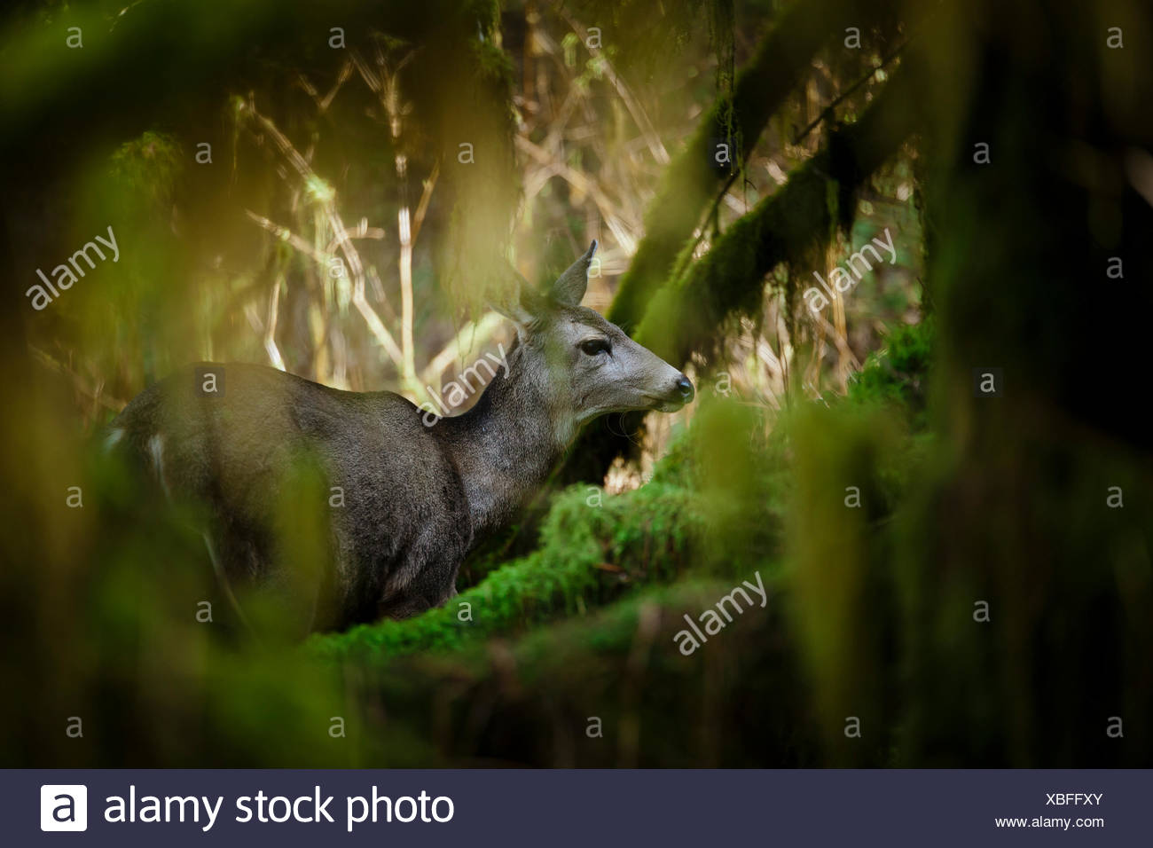 Thick Tailed High Resolution Stock Photography and Images - Alamy