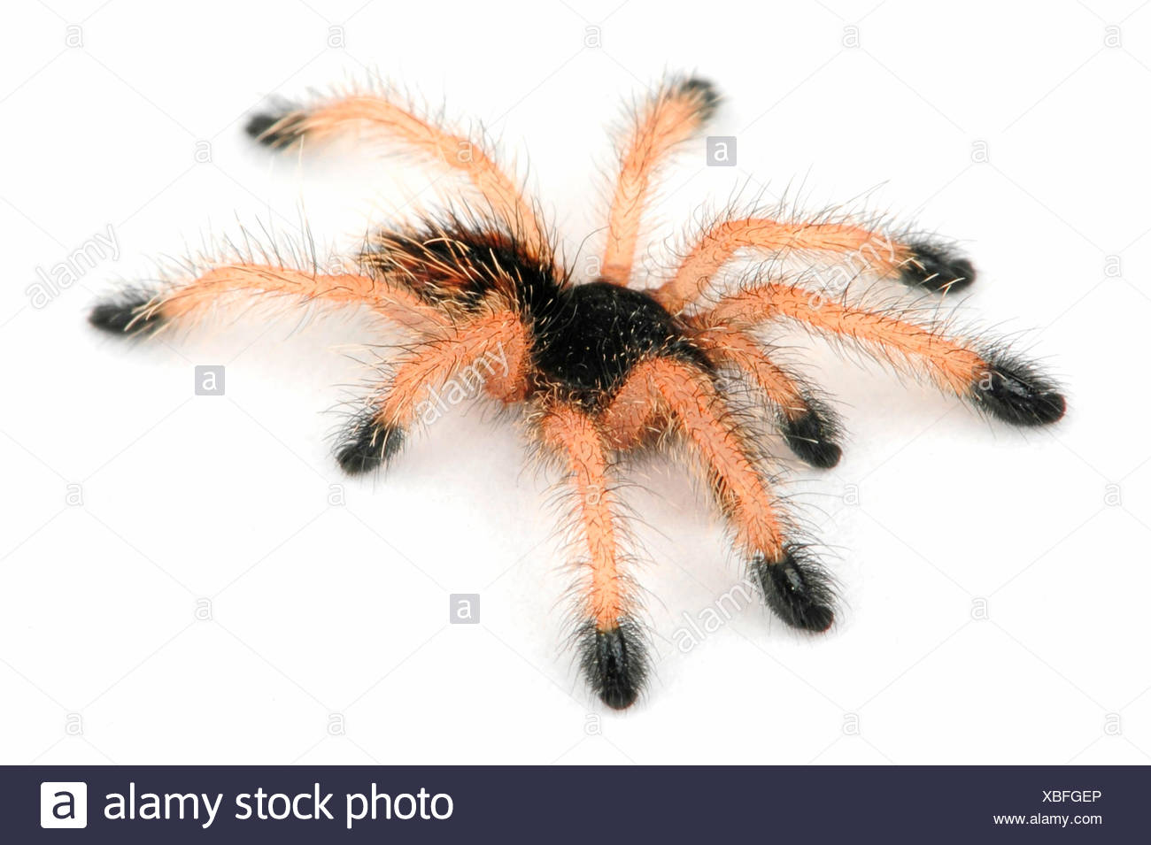 Two Animals Cutout High Resolution Stock Photography and Images - Alamy