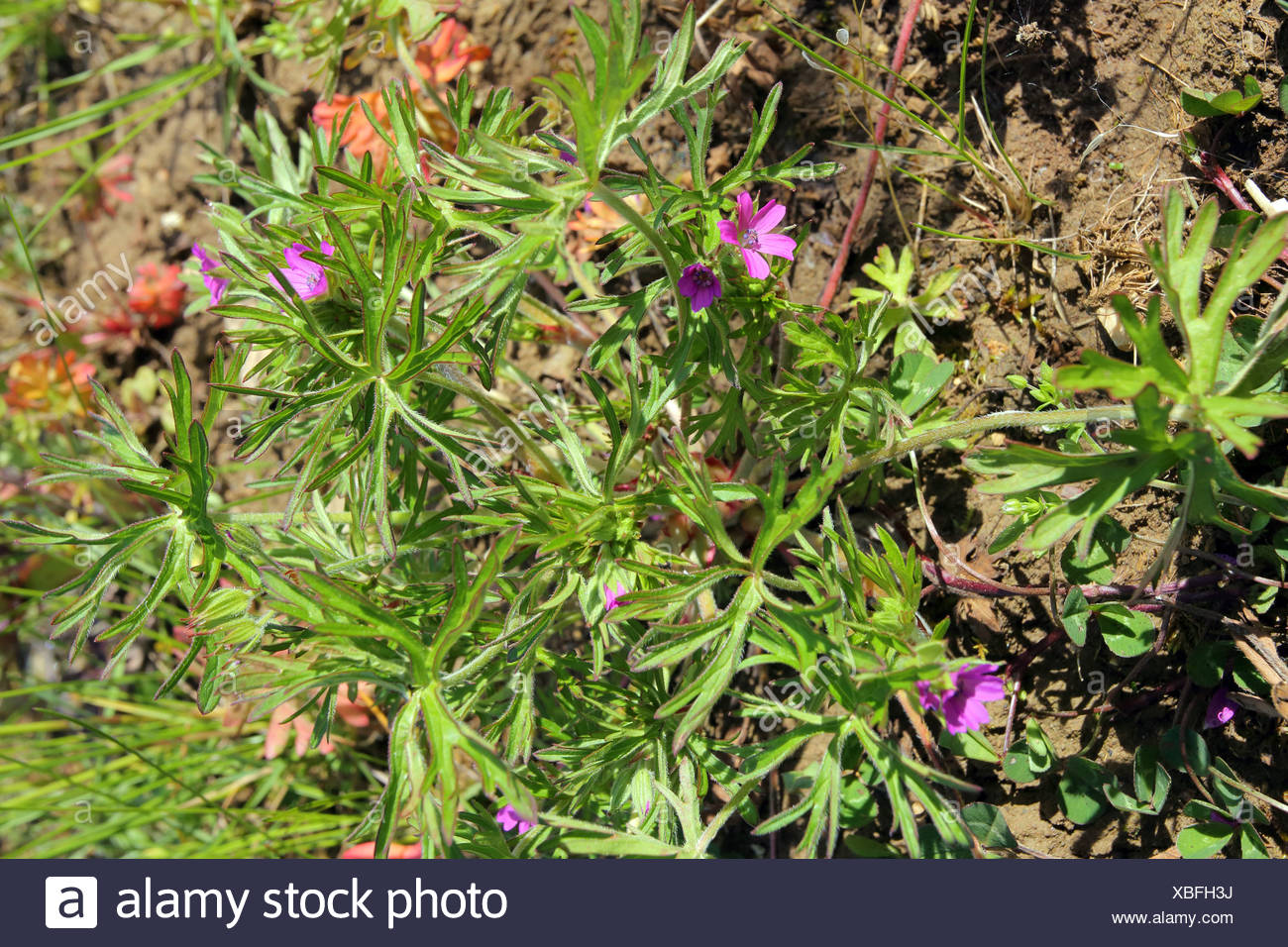 Cut Leaved Cranesbill Geranium Dissectum Stock Photos & Cut Leaved ...