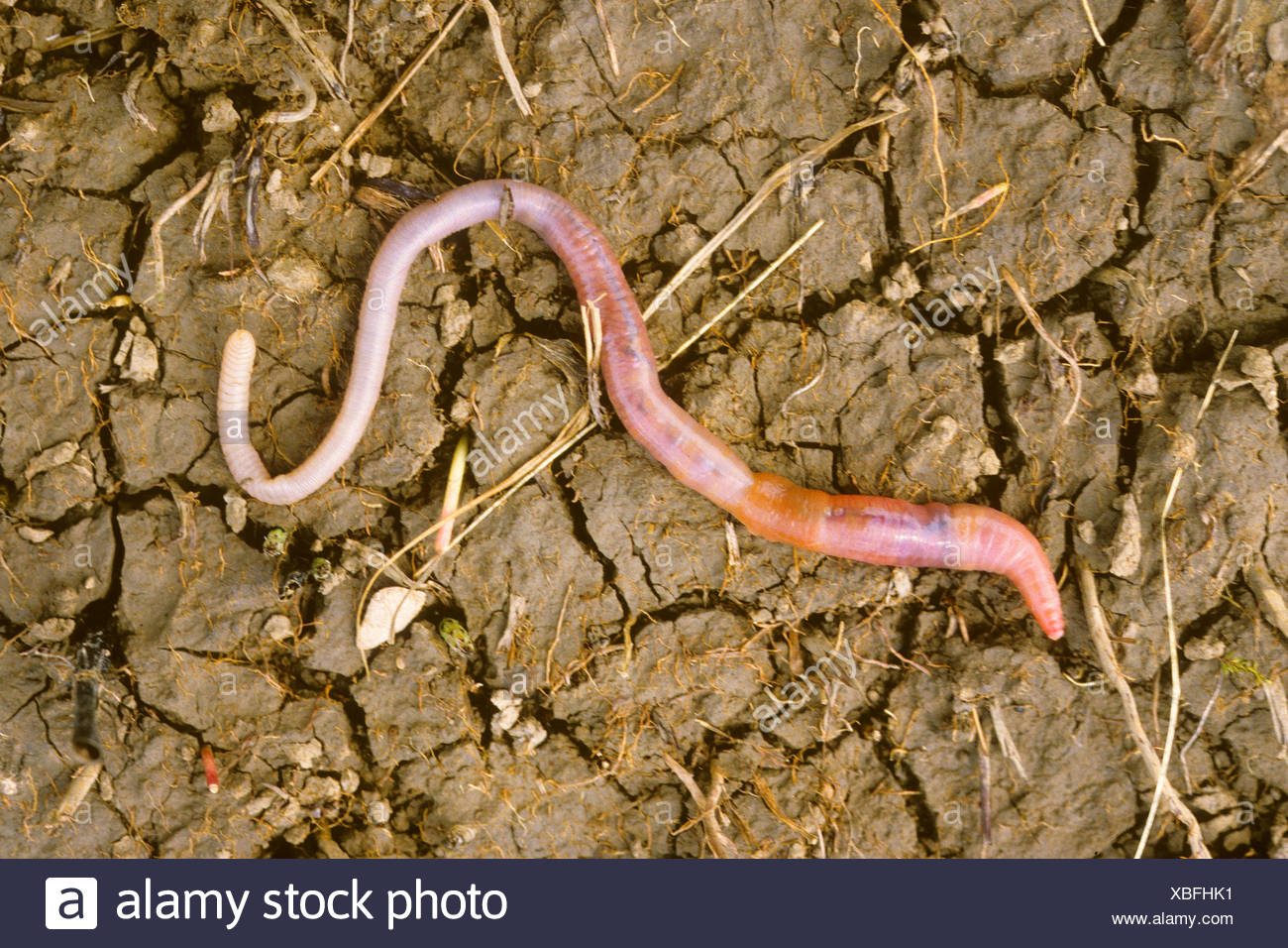 Lob Worms High Resolution Stock Photography and Images - Alamy