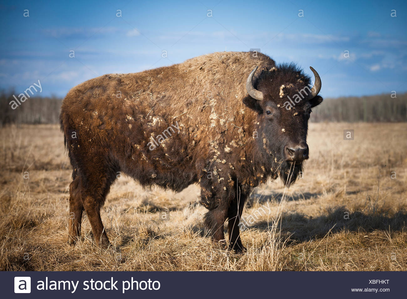 Plains Bison Manitoba Canada High Resolution Stock Photography and ...
