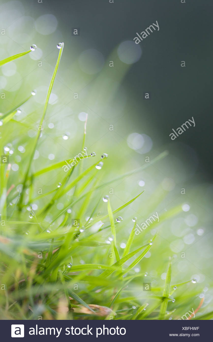 Condensation Drops High Resolution Stock Photography and Images - Alamy
