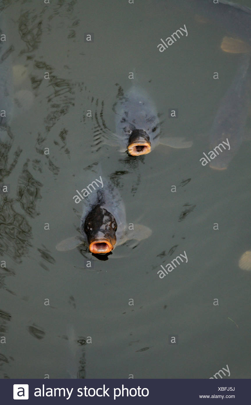 Gasping Fish High Resolution Stock Photography and Images - Alamy