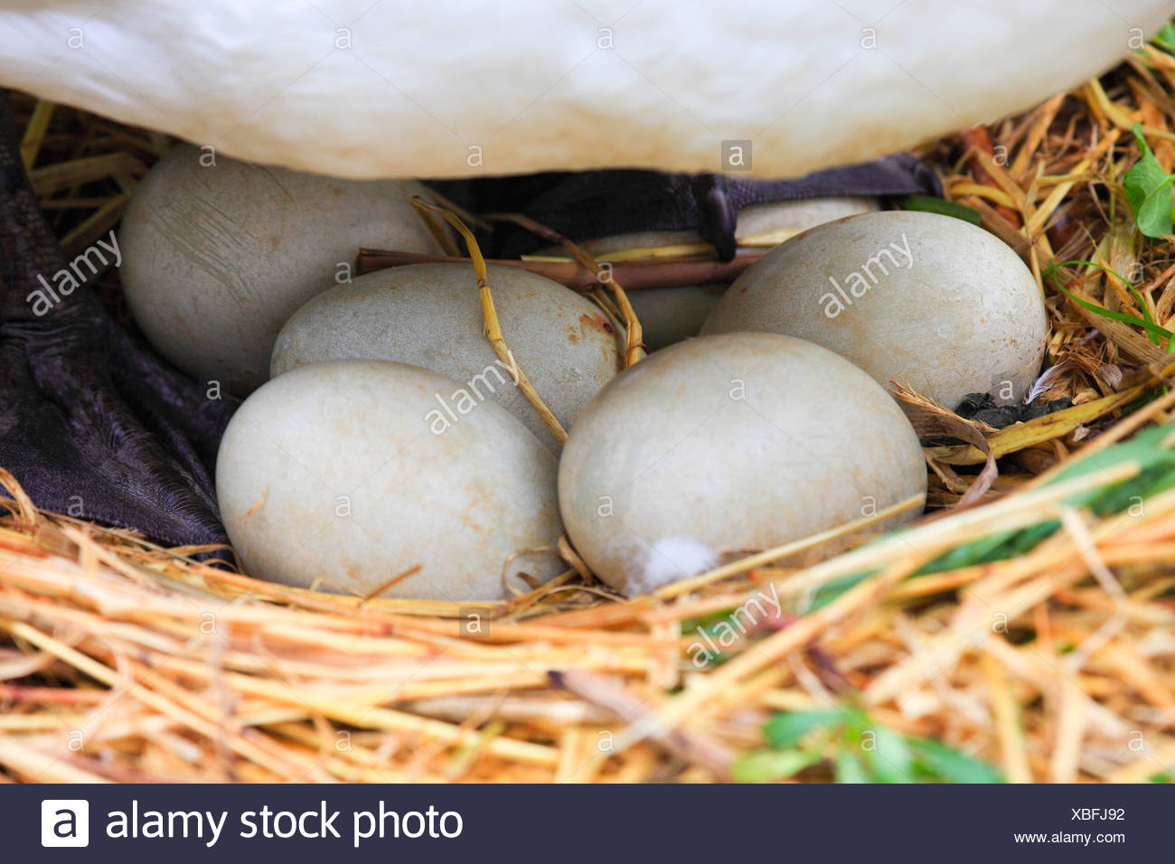 Mute Swan Nest Eggs High Resolution Stock Photography and Images - Alamy