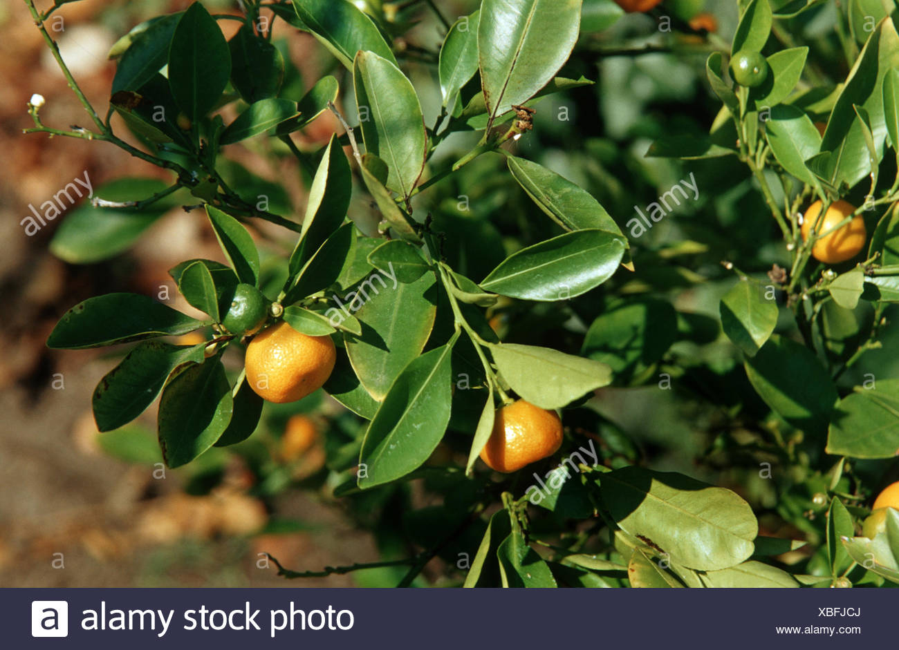 Australian Citrus High Resolution Stock Photography and Images - Alamy