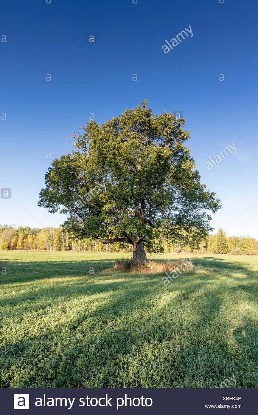 Threatened Trees High Resolution Stock Photography and Images - Alamy