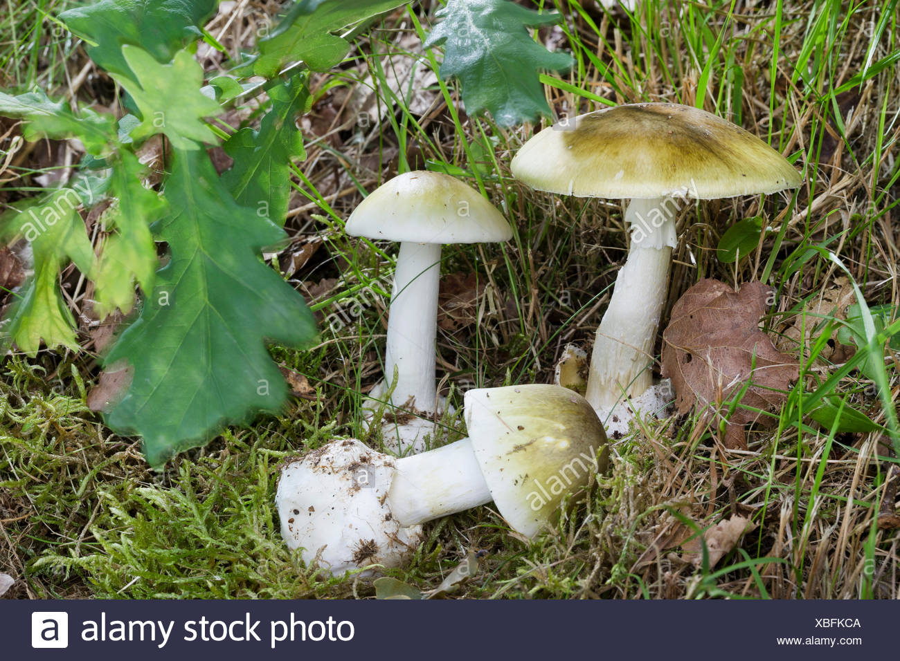 Giftiger Pilz High Resolution Stock Photography and Images - Alamy