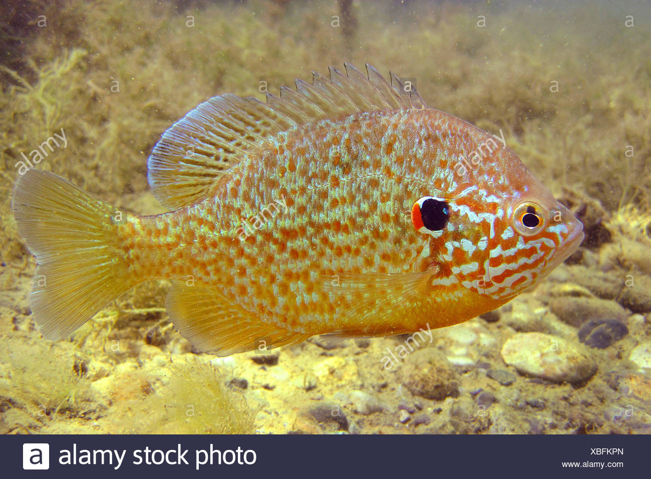 Pumpkinseed Sunfish Stock Photos & Pumpkinseed Sunfish Stock Images - Alamy