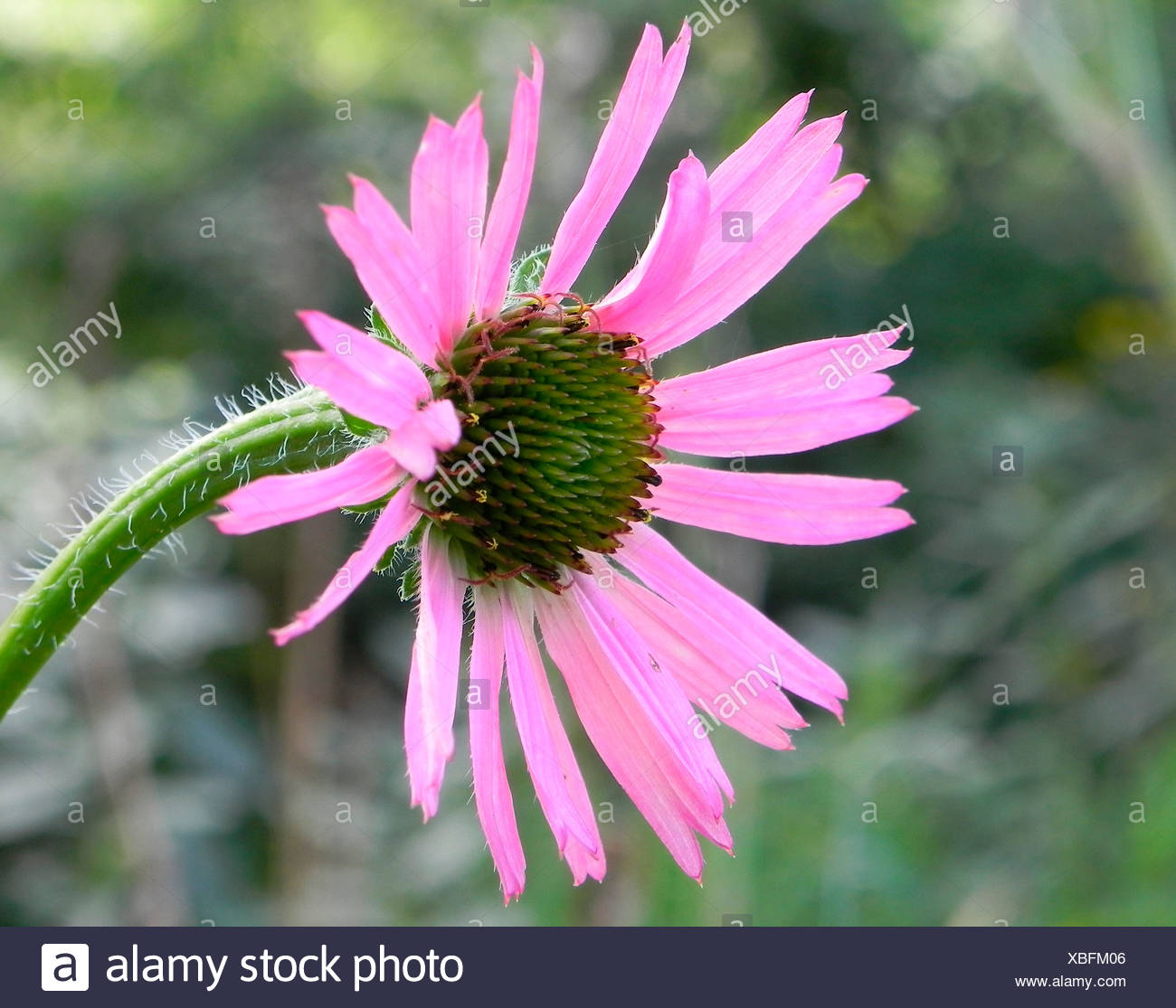Tennessee Coneflower Echinacea Tennesseensis High Resolution Stock ...