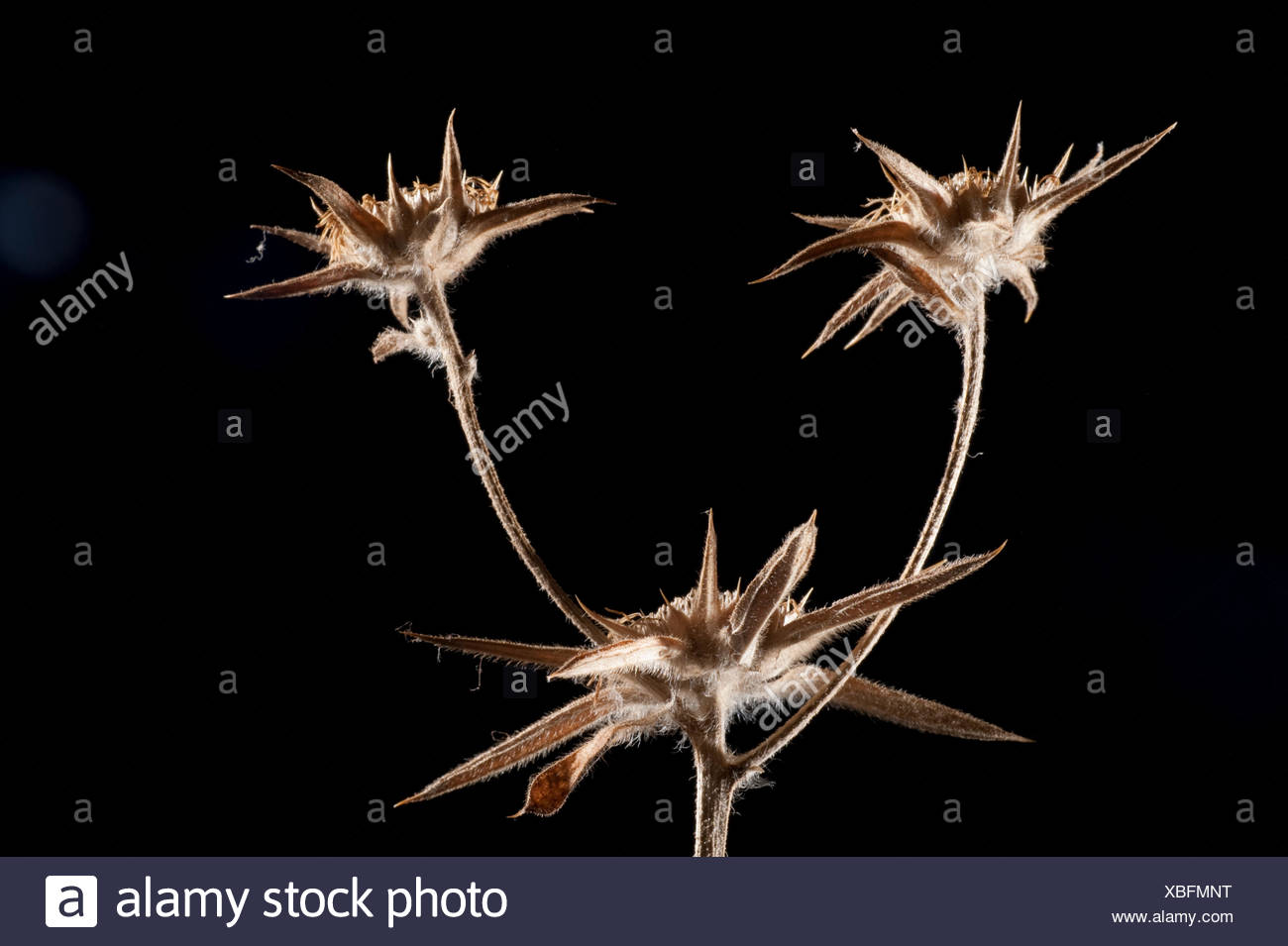 Africa Seed Dispersal High Resolution Stock Photography and Images - Alamy